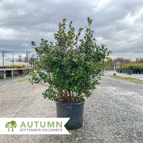 Dwarf Burford Holly - Ilex cornuta 'Burfordii Nana' | Shepherdssupply