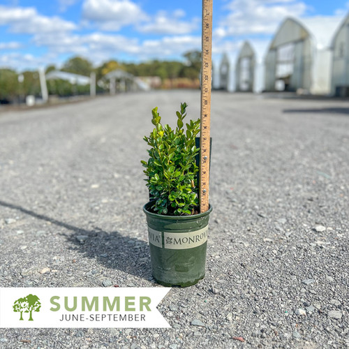 Petite Pillar™ Dwarf Boxwood – Buxus sempervirens 'MonAlex ...