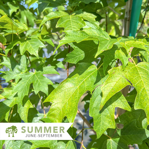 Fall Fiesta® Sugar Maple - Acer saccharum 'Bailsta' | Shepherdssupply