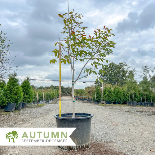 Autumn Splendor Horsechestnut – Aesculus x arnoldiana 'Autumn Splendor ...