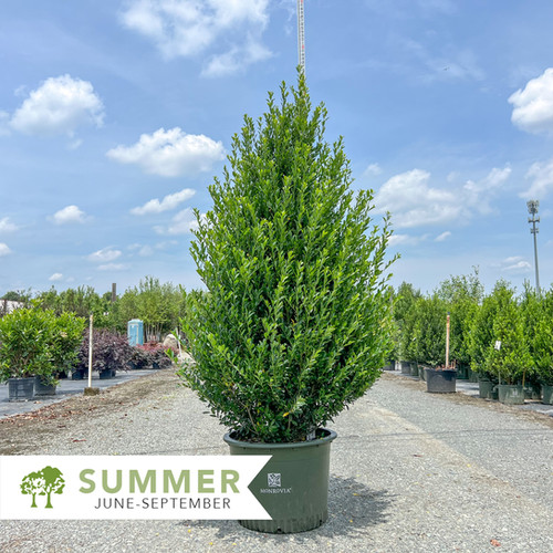 Emerald Colonnade Holly - Ilex x 'RutHol1' PP #23,905 | Shepherdssupply