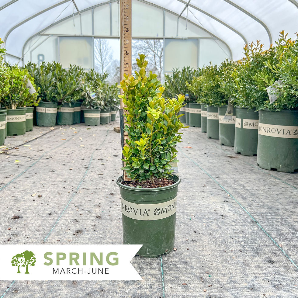 Petite Pillar™ Dwarf Boxwood – Buxus sempervirens 'MonAlex ...