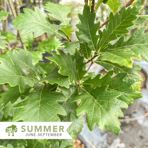 Kindred Spirit® Hybrid Oak - Quercus × warei 'Nadler' | Shepherdssupply