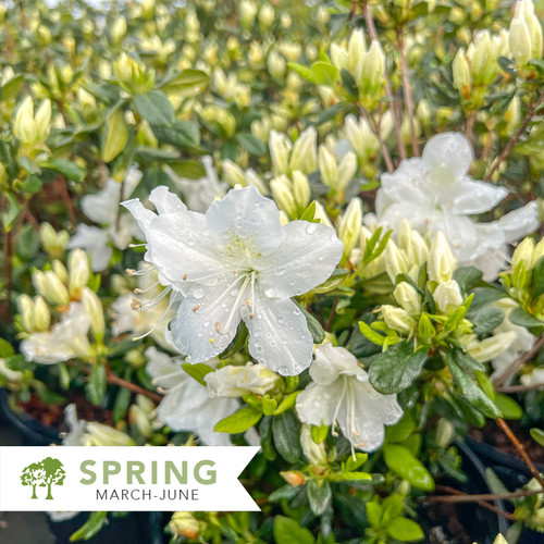Delaware Valley White Azalea - Rhododendron mucronulatum 'Delaware ...