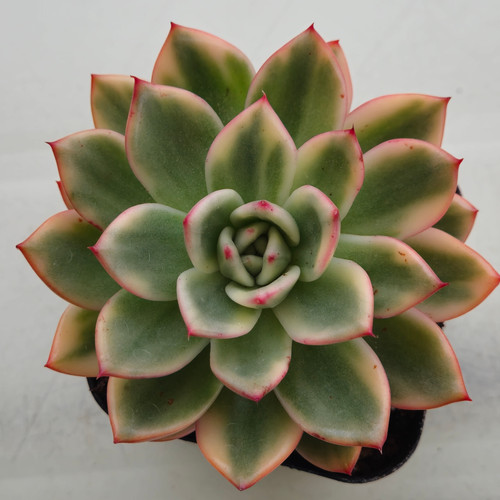 Echeveria Agavoides Jjok-bit variegated | Korean Succulents