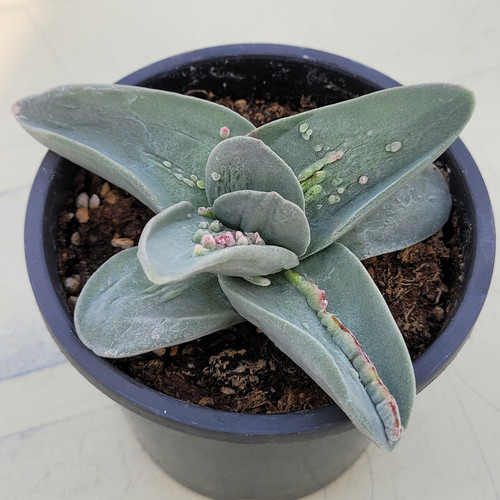 Crassula falcata monster variegated | Korean Succulents