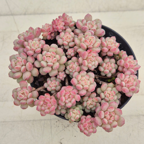 Echeveria Pearl Bean | Korean Succulents