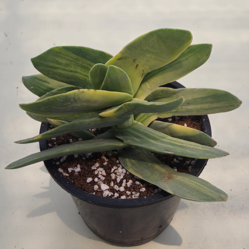 Crassula Falcata variegated | Korean Succulents