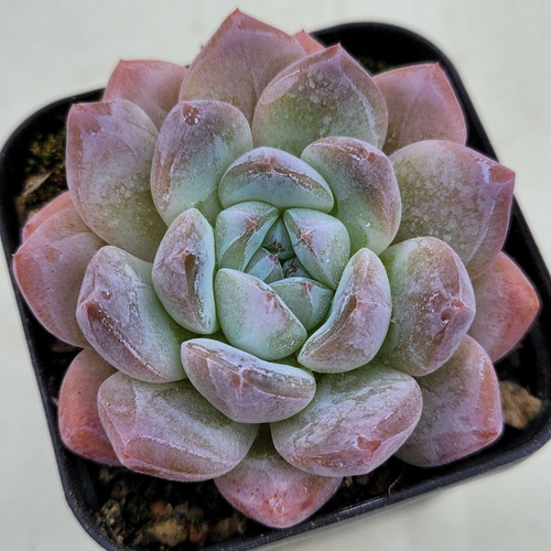 Echeveria Jelly Princess | Korean Succulents