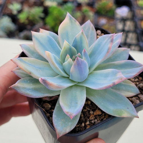 Echeveria Blue Bird variegated | Korean Succulents