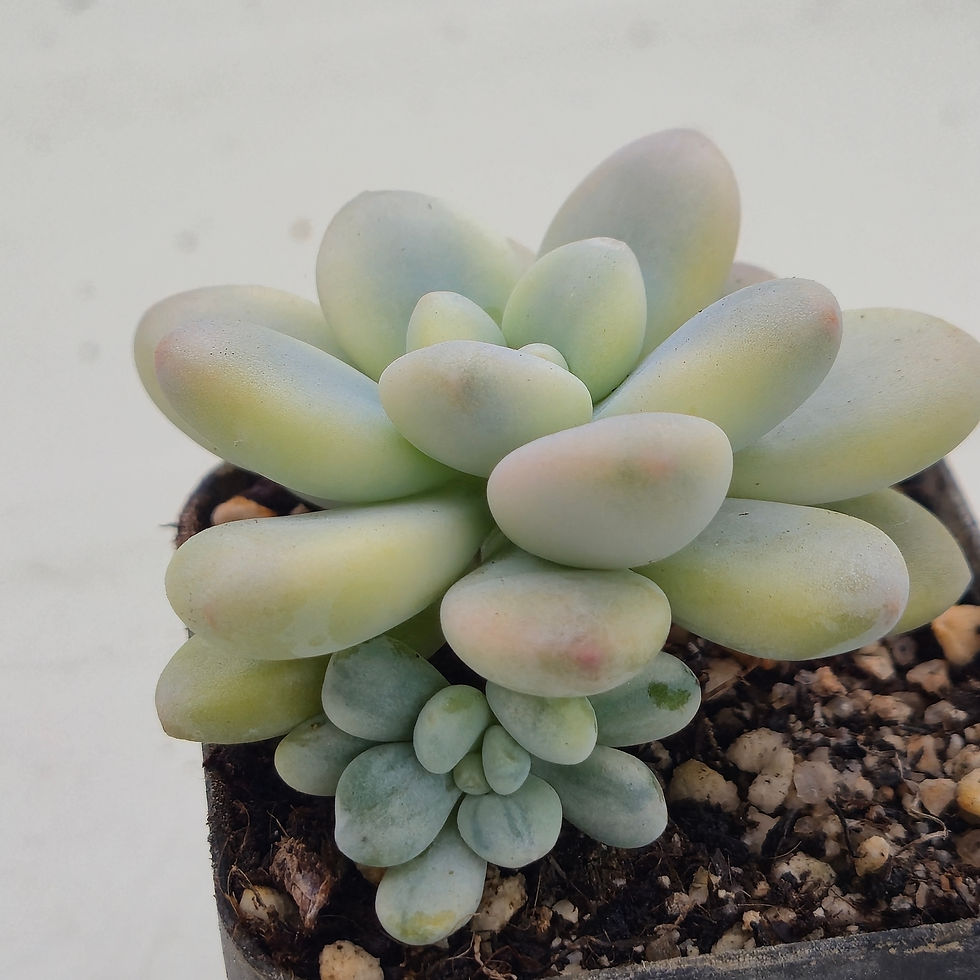Graptopertalum Caviar variegated | Korean Succulents