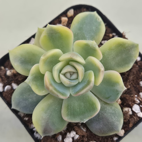 Echeveria Snow bunny variegated | Korean Succulents