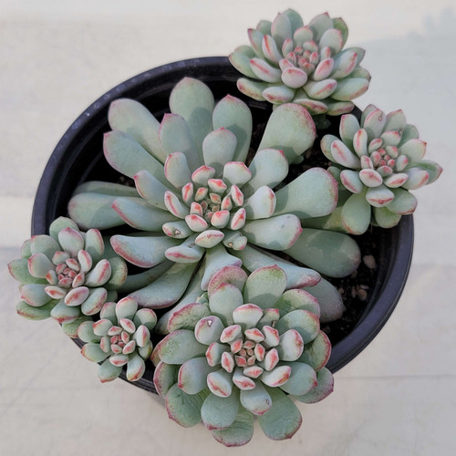Echeveria Pearl Bean | Korean Succulents