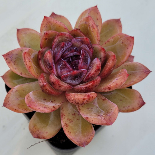 Echeveria Tinker Lenny | Korean Succulents