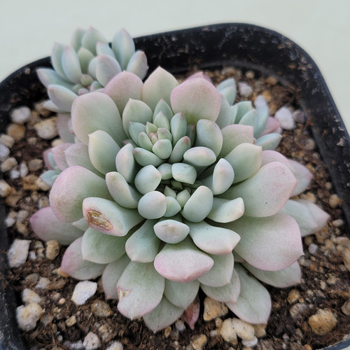 Echeveria Pearl Bean variegated | Korean Succulents