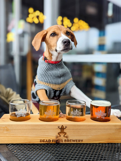 TASTING ROOM | Dead Frog Brewery