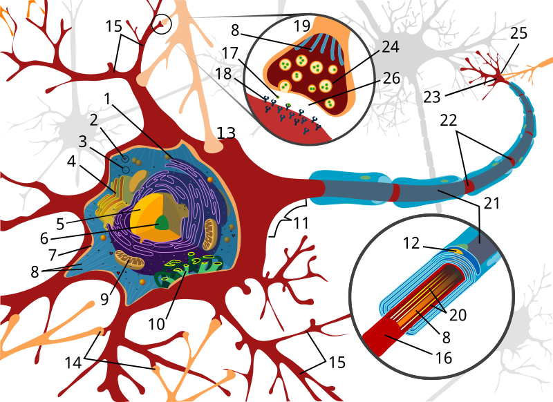 Ääreishermosto ja hermosolu | Anatomia ja toiminta