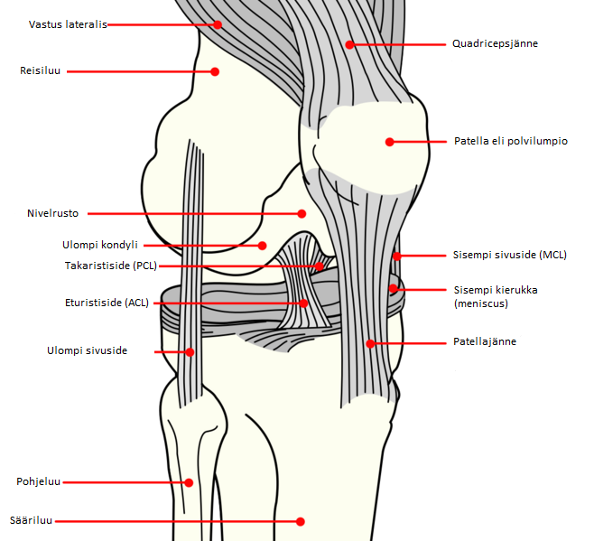 Polvinivel | Anatomia ja toiminta