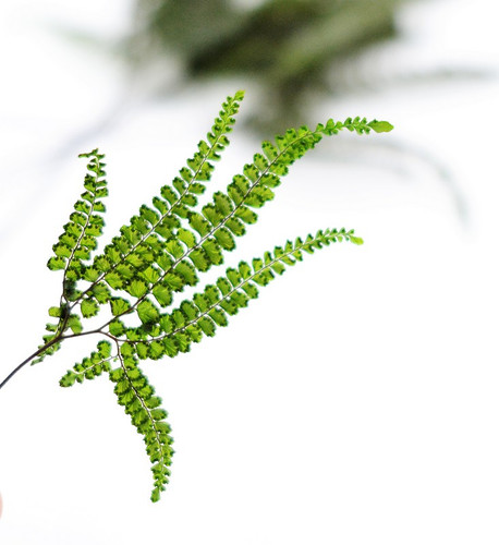 Felci Fern Green | preserved-plants