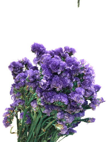Pack of 15 Statice Purple | preserved-plants