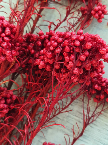 Box of 15 Rice Flower Red | preserved-plants