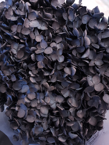 Box of 70 Hydrangea Black | preserved-plants