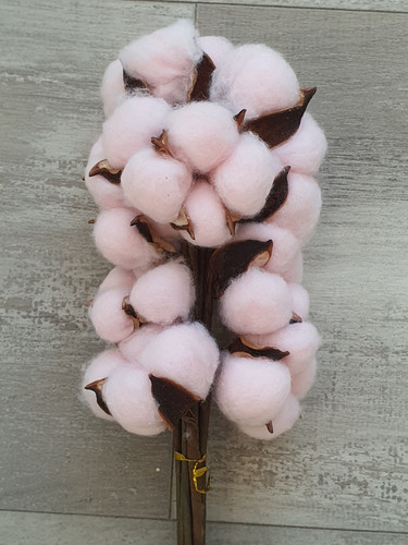 Cotton Head Light Pink | preserved-plants