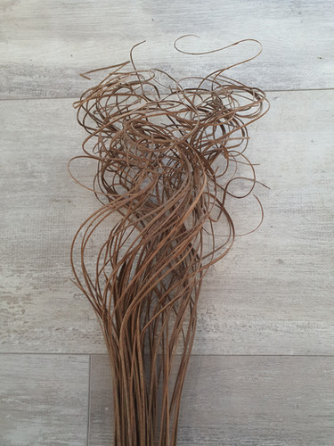 Curly stick Natural | preserved-plants