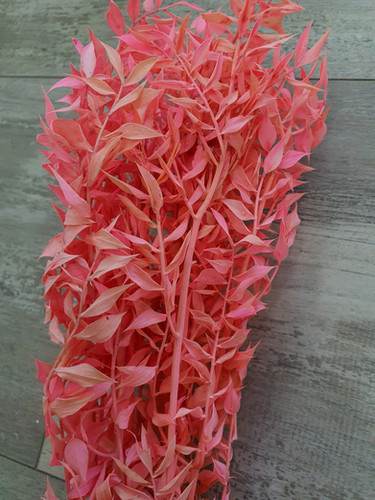 Ruscus Pink | preserved-plants