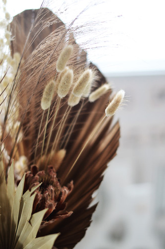 Box of 30 Lagurus Natural | preserved-plants