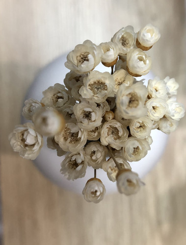 Mini Flower White | preserved-plants