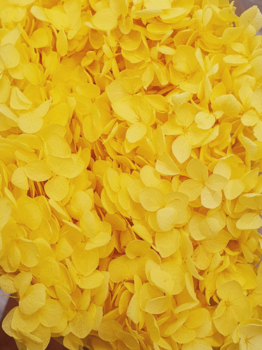 Pack of 10 Hydrangea Yellow | preserved-plants
