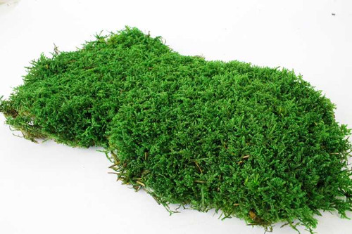 Preserved flat moss (100g) | preserved-plants