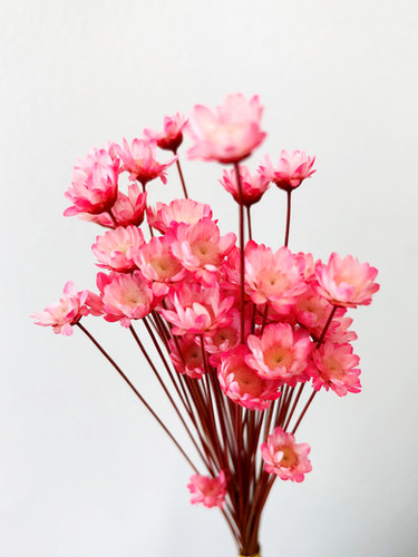 Mini Flower Pink | preserved-plants