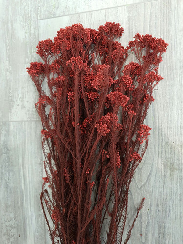 Box of 20 Rice Flower Burgundy | preserved-plants