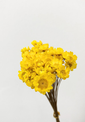 Mini Flower Yellow | preserved-plants