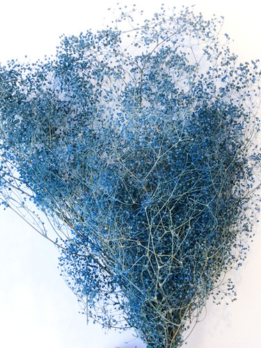 Gypsophila mini Blue | preserved-plants