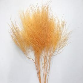 Asparagus Tiki Fern Orange | preserved-plants