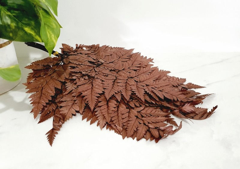 Preserved Fern Leaves | Preserved Plants