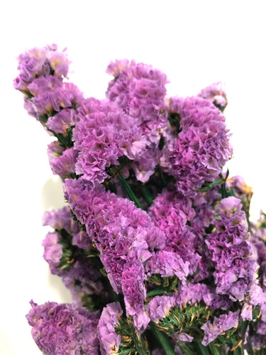 Statice Light Purple | preserved-plants