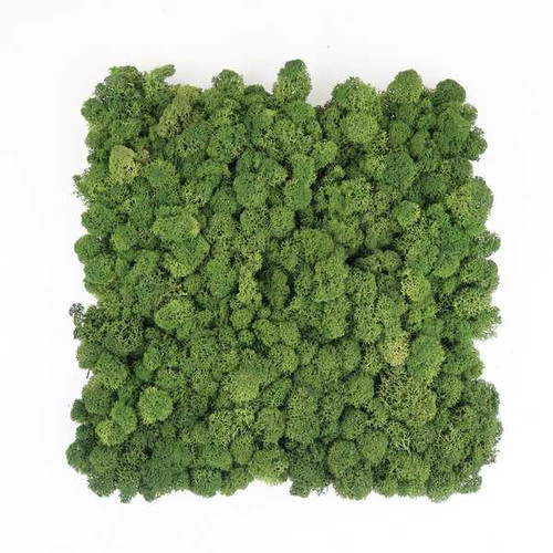 Reindeer moss panel - MOSS GREEN 30x30cm | preserved-plants