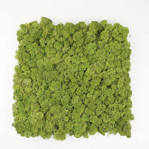 Reindeer moss panel - MEDIUM GREEN 30x30cm | preserved-plants