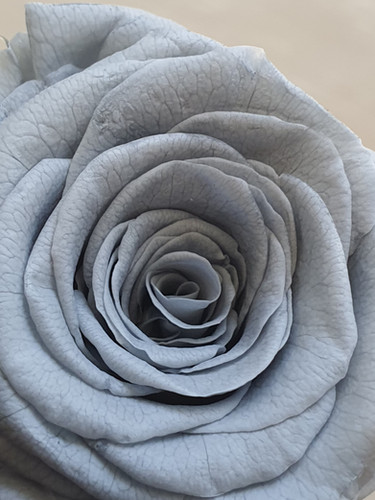 Rose 50mm (x6) Ice Grey | preserved-plants