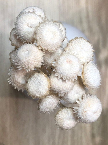 Button Flower White | preserved-plants
