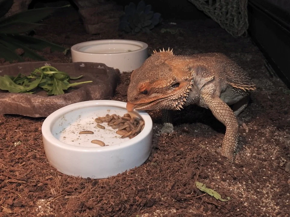 Discover the Nutritional Benefits of Feeder Insects for Reptiles & Best ...