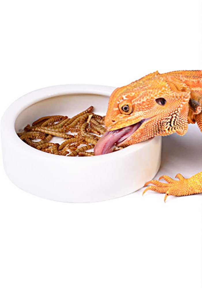 Feeder Insects for Reptiles: A Comprehensive Guide to Choosing the ...