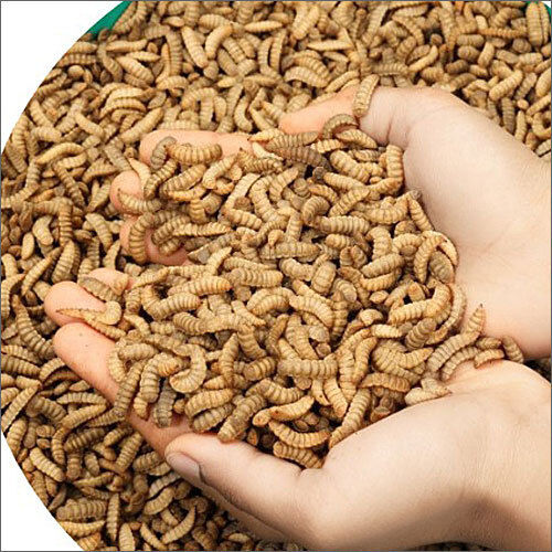 Black Soldier Fly Larvae: Benefits, Care & Storage Tips | Promeal