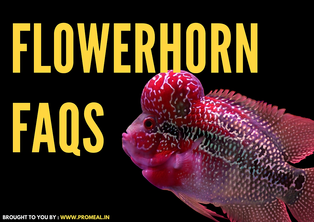 Flowerhorn Fish Care Guide: Nutrition, Feeding and Health