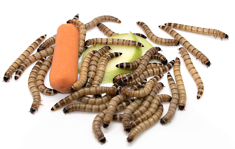 Superworms as Feeder Insects: Comprehensive Guide on Benefits, Care ...