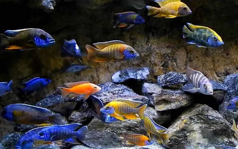 Cichlid Central | Your Ultimate Guide to Cichlid Fish Care and Aquarium ...